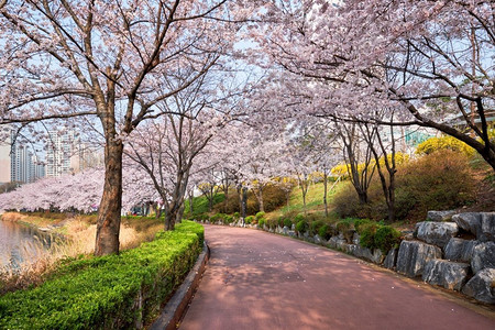 日本樱花风景摄影图片 日本樱花风景摄影作品 千库网