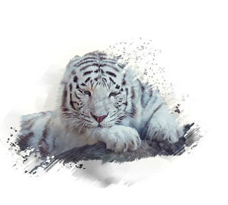 水彩画猫摄影图片 水彩画猫摄影作品 千库网