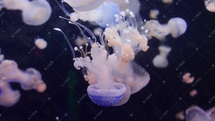 澳洲斑点水母海洋小型浮游生物实拍高清摄影大图 千库网