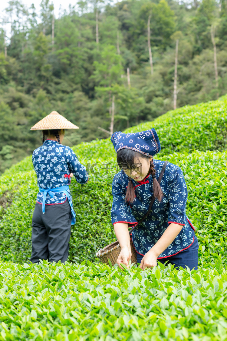 两个人低头采茶照片上午两个人户外采摘摄影图配图高清摄影大图 千库网