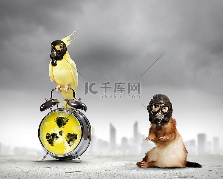 雪貂和鹦鹉戴着防毒面具高清摄影大图 千库网