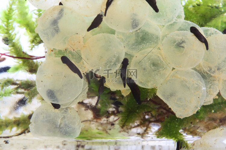 蛙卵孵化过程受精后 3 7 天高清摄影大图 千库网