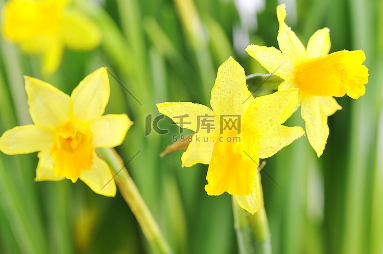 黄色的水仙花茎和叶成束黄水仙喇叭水仙高清摄影大图 千库网