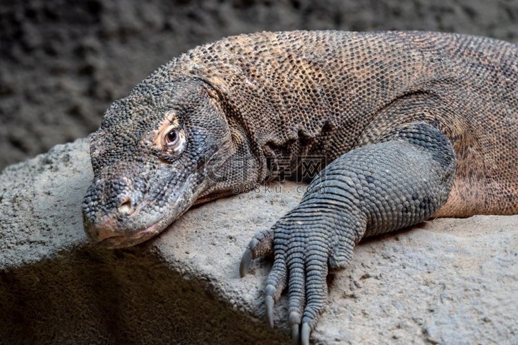 科莫多巨蜥Varanus komodoensis高清摄影大图 千库网