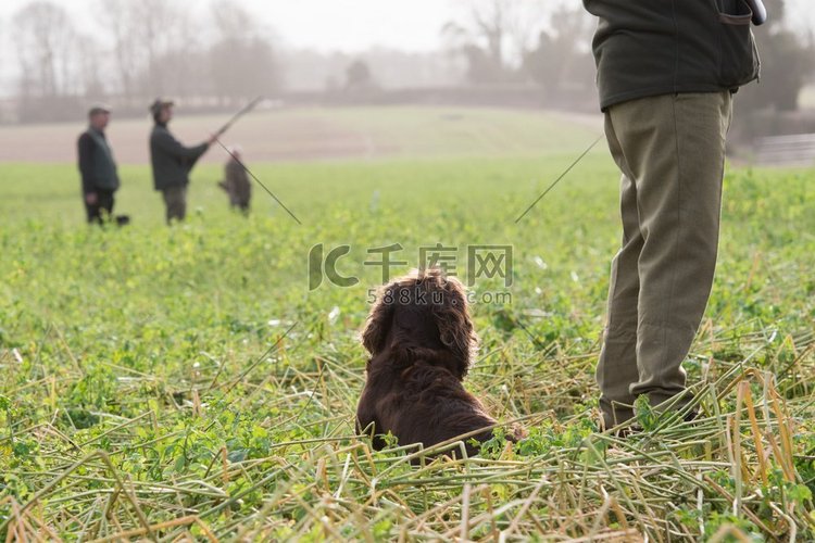 拍摄日一只工作的可卡犬在钉子上等待背景是一个拿着猎枪的男人高清摄影大图 千库网
