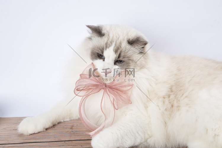 布偶猫猫白猫蓝眼睛长毛高清摄影大图 千库网