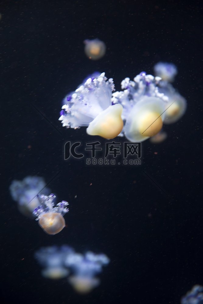 漂浮在黑暗的海水的明亮的水母管水母目动物花卉高清摄影大图 千库网