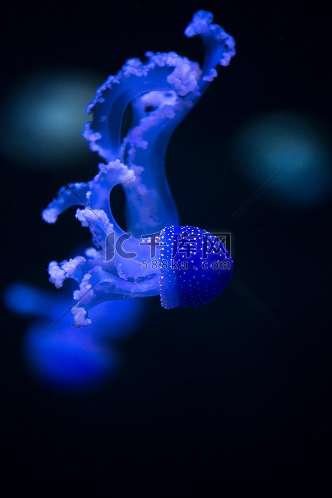 漂浮在黑暗的海水的明亮的水母管水母目动物玩具高清摄影大图 千库网