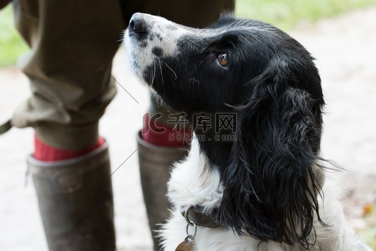 工作黑白史宾格犬高清摄影大图 千库网