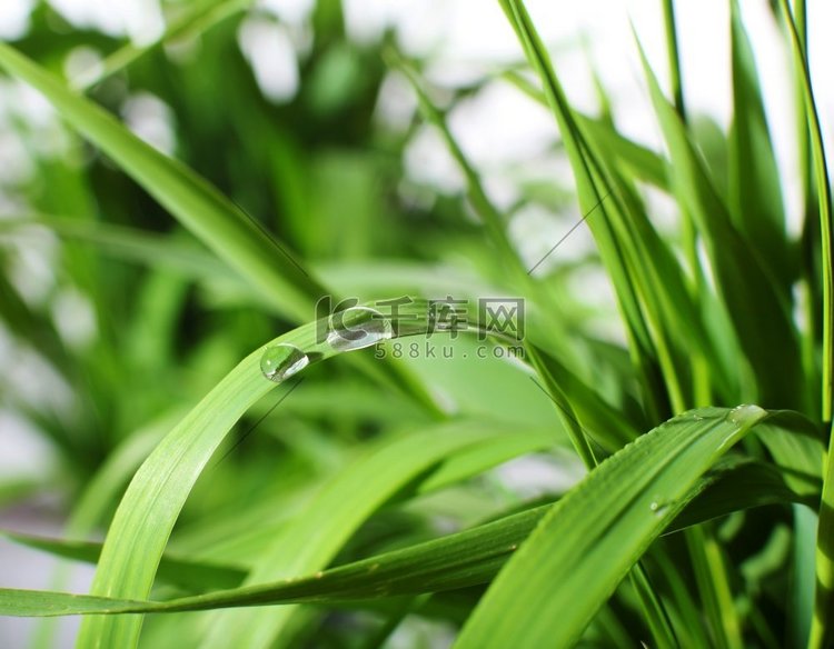 草叶上的露珠高清摄影大图 千库网