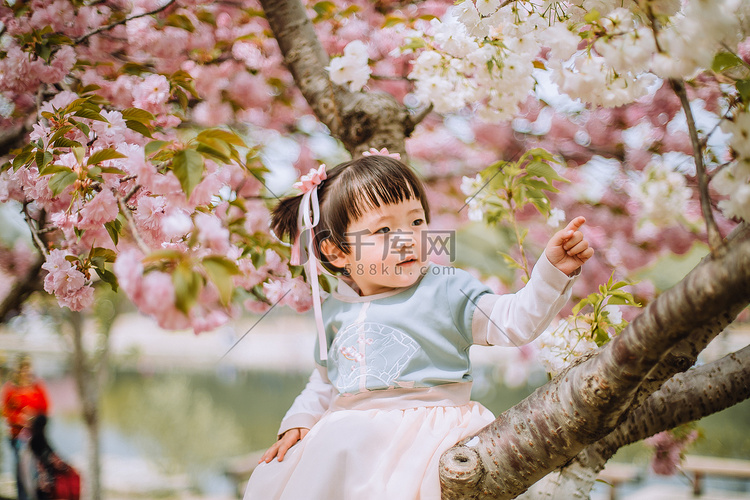 汉服儿童春游白天小女孩樱花树坐在树上摄影图配图高清摄影大图 千库网