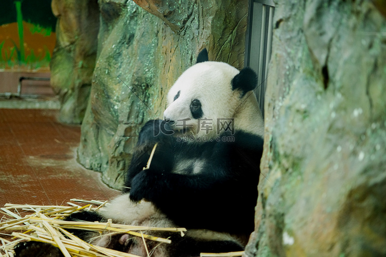 广州广州动物园大熊猫在展厅进食摄影图配图高清摄影大图 千库网