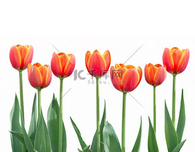 白色背景上的一排红色和黄色的郁金香花朵高清摄影大图 千库网
