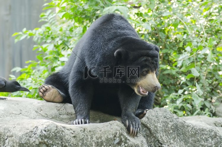泰国动物园里的黑熊开放高清摄影大图 千库网