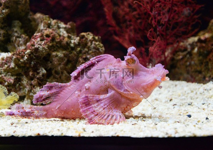 杂草蝎子游海洋生物海底 犀牛叶蝎鱼高清摄影大图 千库网