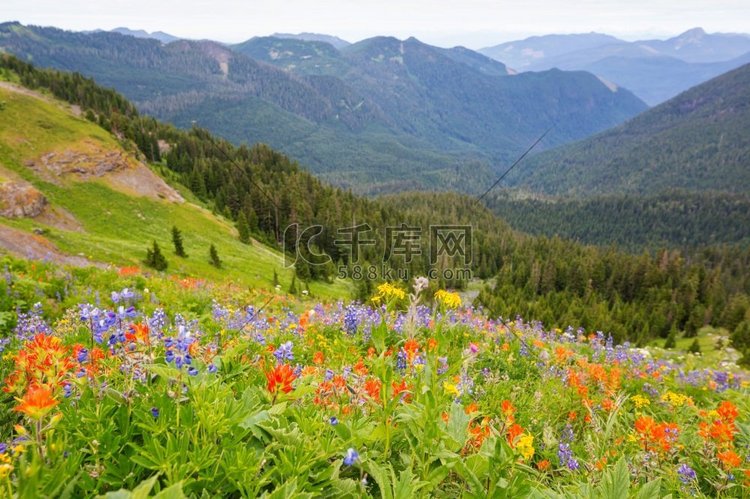 阳光明媚的日子里的高山草地自然的夏季景观高清摄影大图 千库网