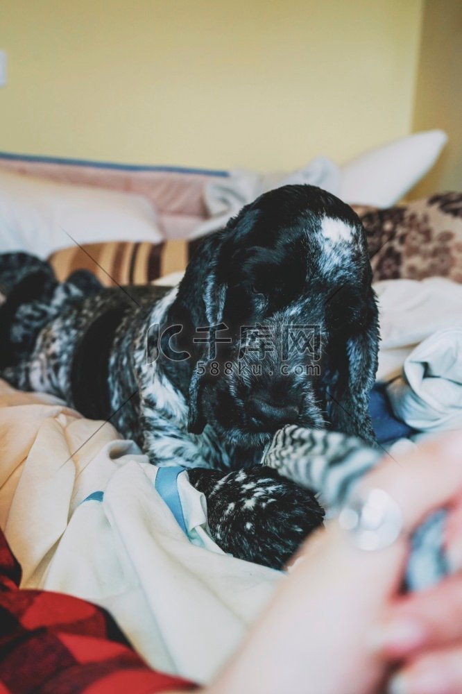 美丽的可卡犬玩袜子法兰西斗牛犬狗高清摄影大图 千库网
