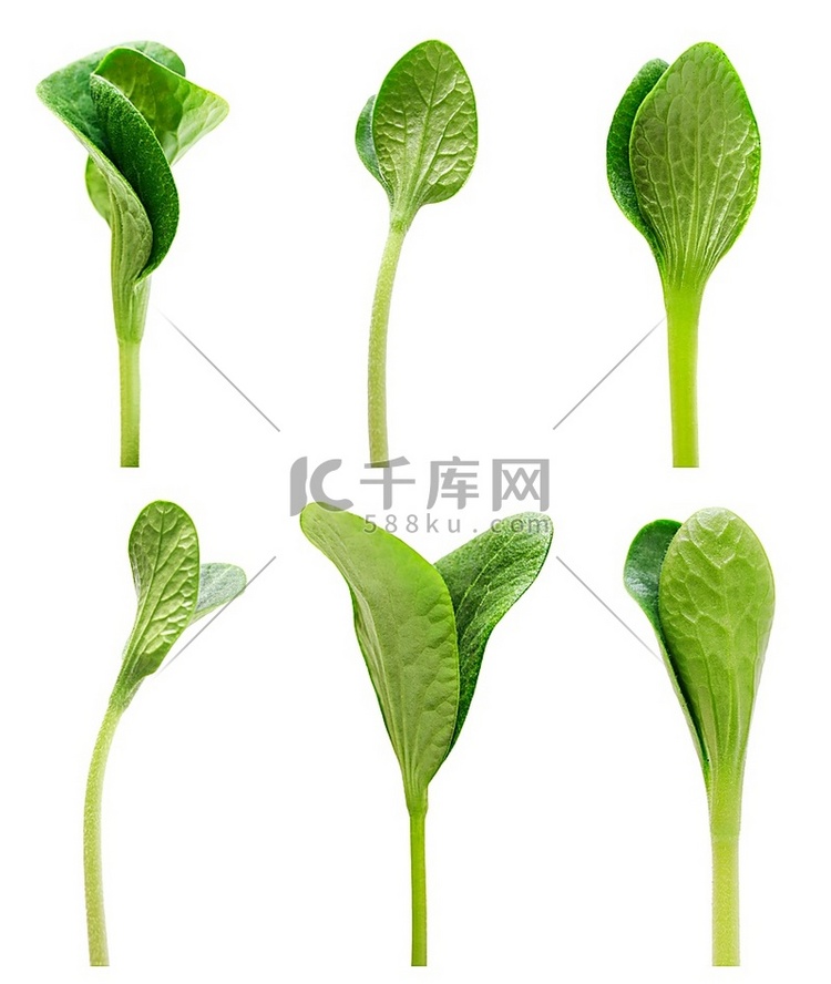 白色背景下孤立的绿色扭芽套装高清摄影大图 千库网