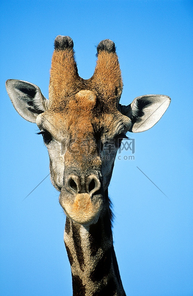 马赛长颈鹿长颈鹿Camelopardalus特写高清摄影大图 千库网