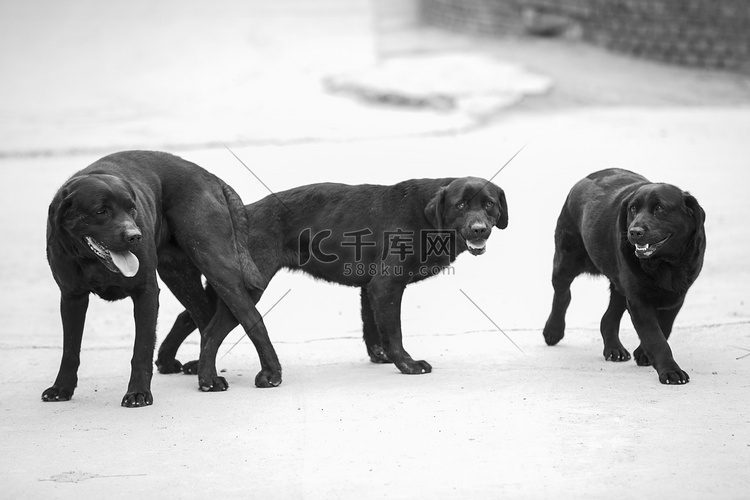 黑色拉布拉多犬交配高清摄影大图 千库网