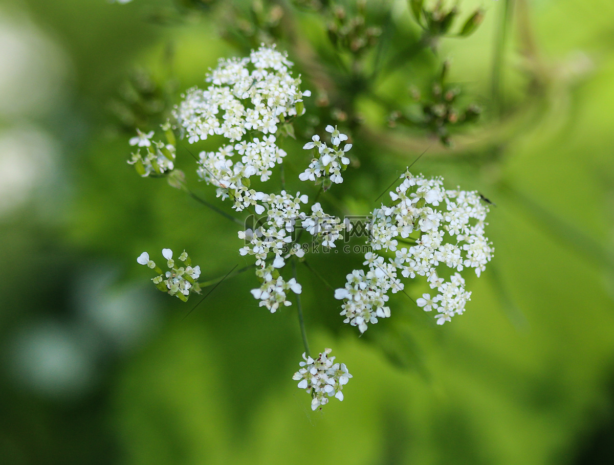 牛欧芹或野山萝卜 Anthriscus sylvestris 春季开花高清摄影大图 千库网