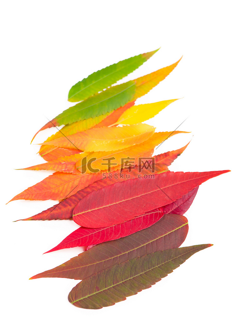 秋天的树叶调色板五颜六色的秋天树叶背景高清摄影大图 千库网
