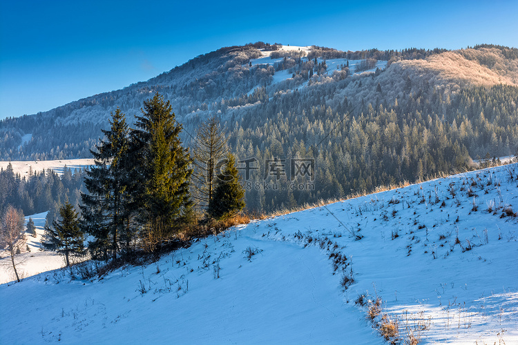 高山雪原上的云杉林高清摄影大图 千库网