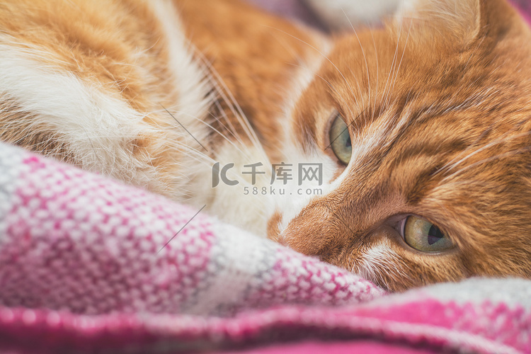 红白相间的小猫安静地睡在新的紫色广场上高清摄影大图 千库网