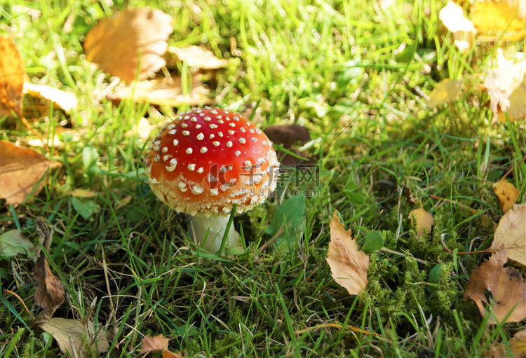飞木耳毒蕈 Amanita muscaria 高清摄影大图 千库网