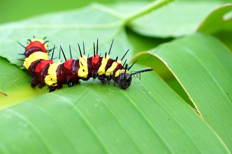 豹草蛉Cethosia cyane euanthes高清摄影大图 千库网