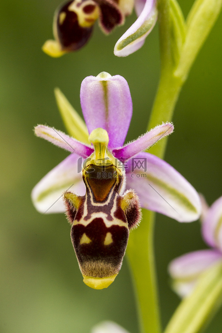 蜜蜂兰 Ophrys apifera 高清摄影大图 千库网