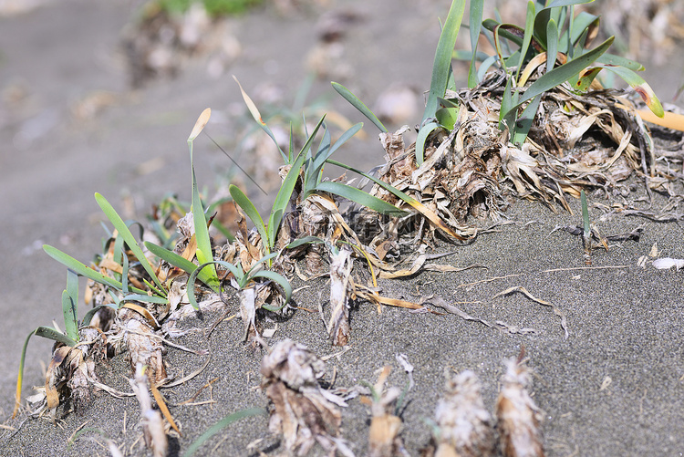 Pancratium maritimum海水仙花原产于加那利群岛和地中海的球茎植物高清摄影大图 千库网
