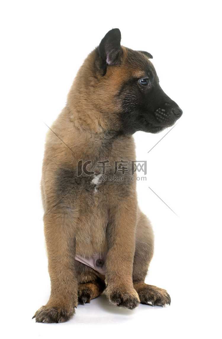 小狗比利时牧羊犬玛利诺犬高清摄影大图 千库网