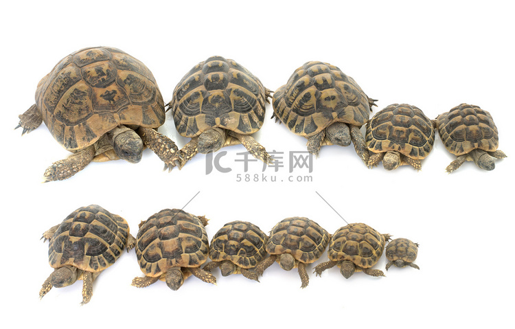 赫尔曼陆龟和小海龟高清摄影大图 千库网