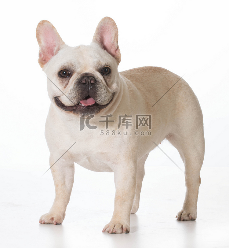 法国斗牛犬高清摄影大图 千库网