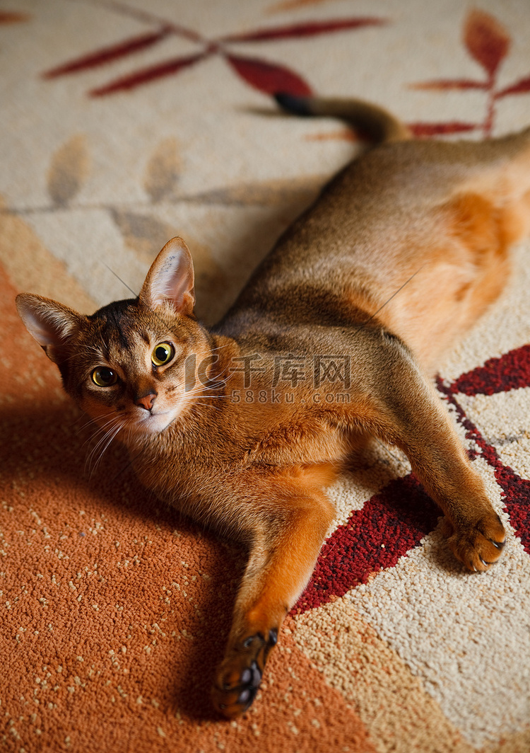 阿比西尼亚猫高清摄影大图 千库网