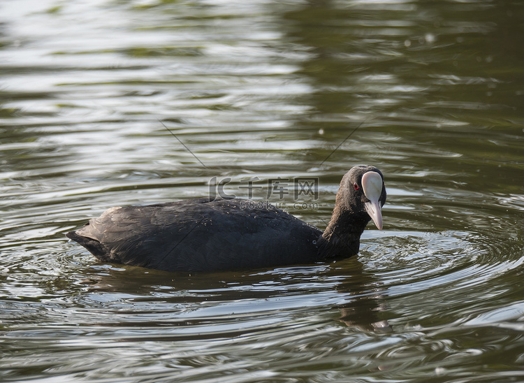特写欧亚白头鹦鹉 Fulica atra 的肖像也被称为在绿色池塘水中游泳的普通白头鸭专注于眼睛高清摄影大图 千库网
