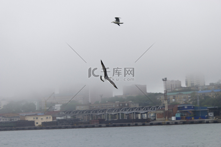 雾中的海鸥高清摄影大图 千库网