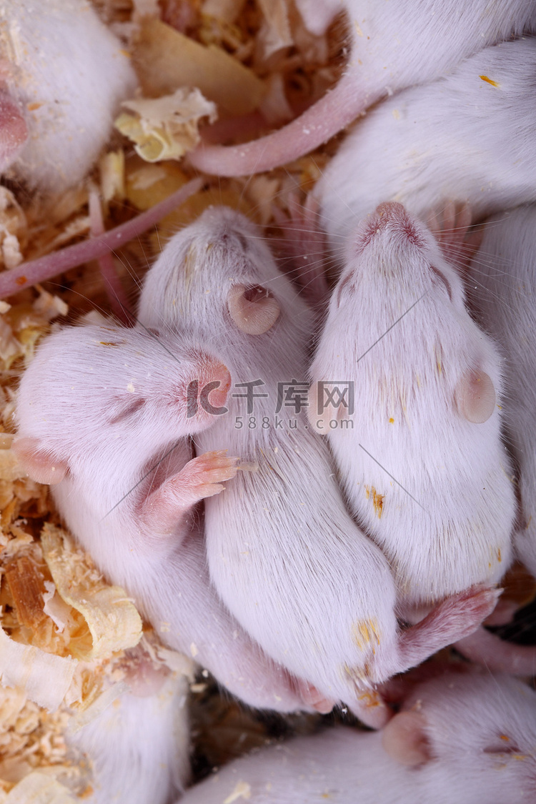 小鼠肌肉高清摄影大图 千库网
