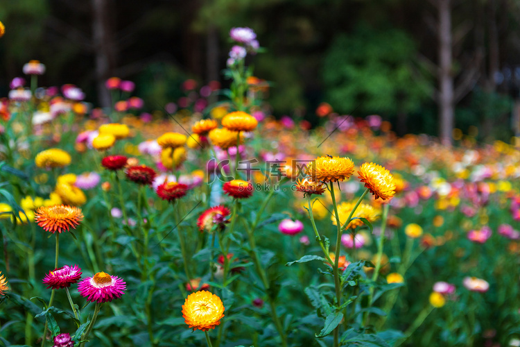春园绿草自然中五彩缤纷的稻草花 高清摄影大图 千库网