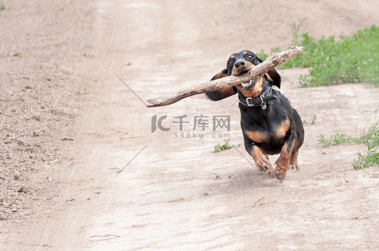 腊肠犬高清摄影大图 千库网