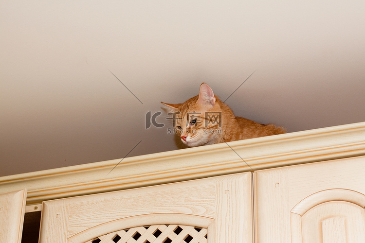 姜黄色虎斑猫高清摄影大图 千库网