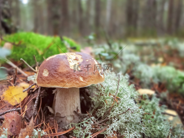 背景驯鹿苔藓在森林中生长的便士面包蘑菇牛肝菌高清摄影大图 千库网