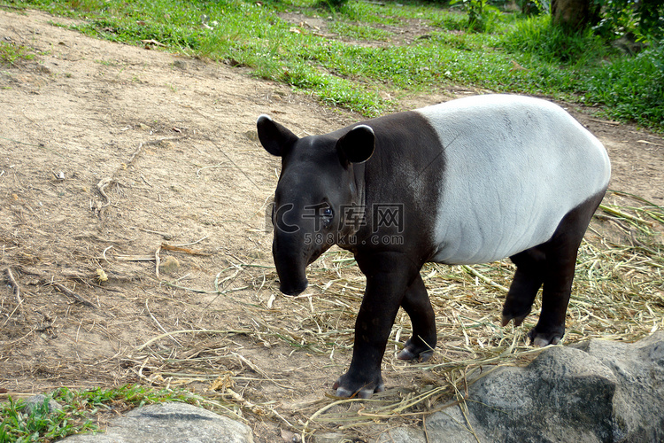 马来貘 tapirus indicus 泰国高清摄影大图 千库网