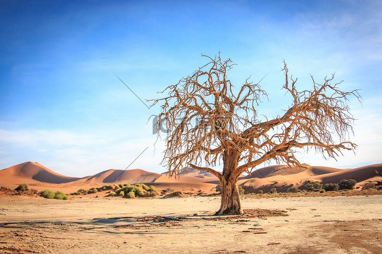 Sossusvlei 沙漠中的枯树高清摄影大图 千库网
