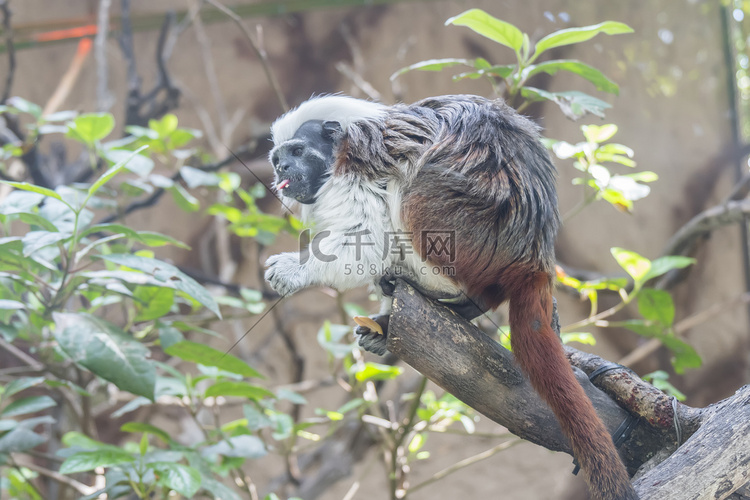 Saguinus Oedipus棉顶狨猴高清摄影大图 千库网