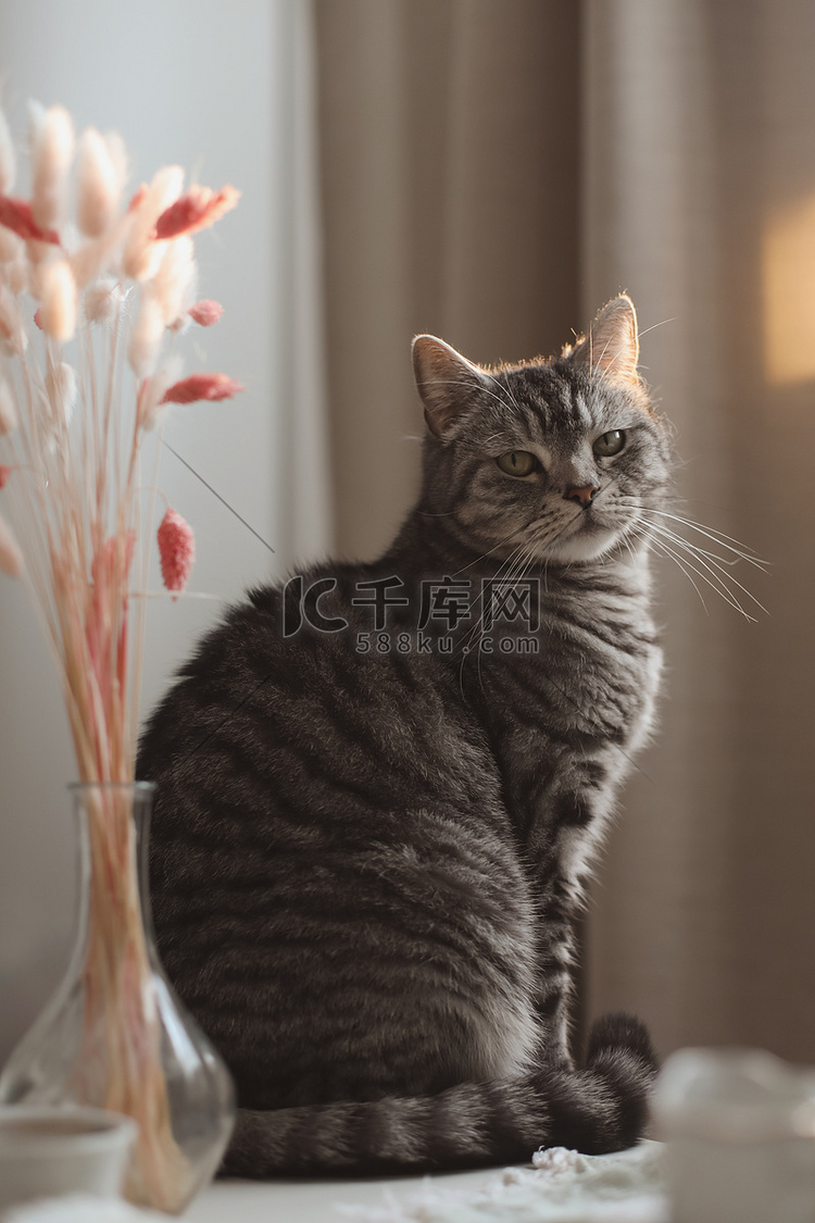 有趣的猫在客厅的家庭内部在早晨的阳光下高清摄影大图 千库网