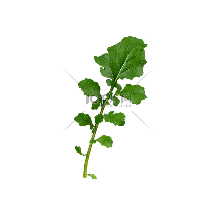 白色背景上孤立的新鲜绿色芝麻菜叶高清摄影大图 千库网