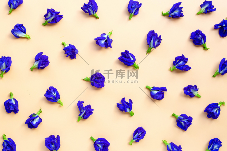 蓝色蝴蝶豌豆花开花在白色高清摄影大图 千库网