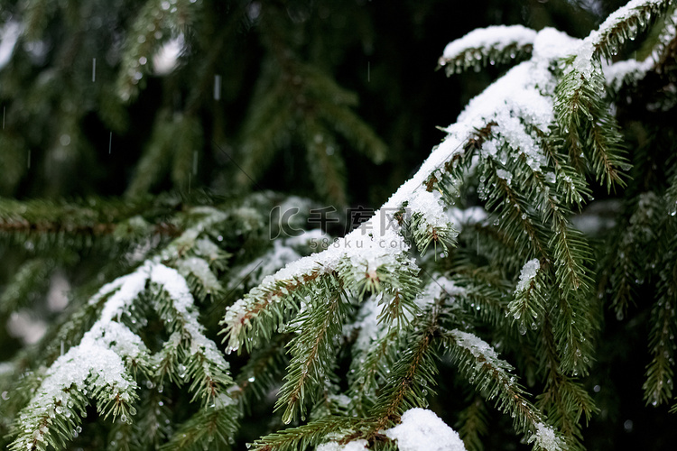云杉树枝上的雪和水滴高清摄影大图 千库网